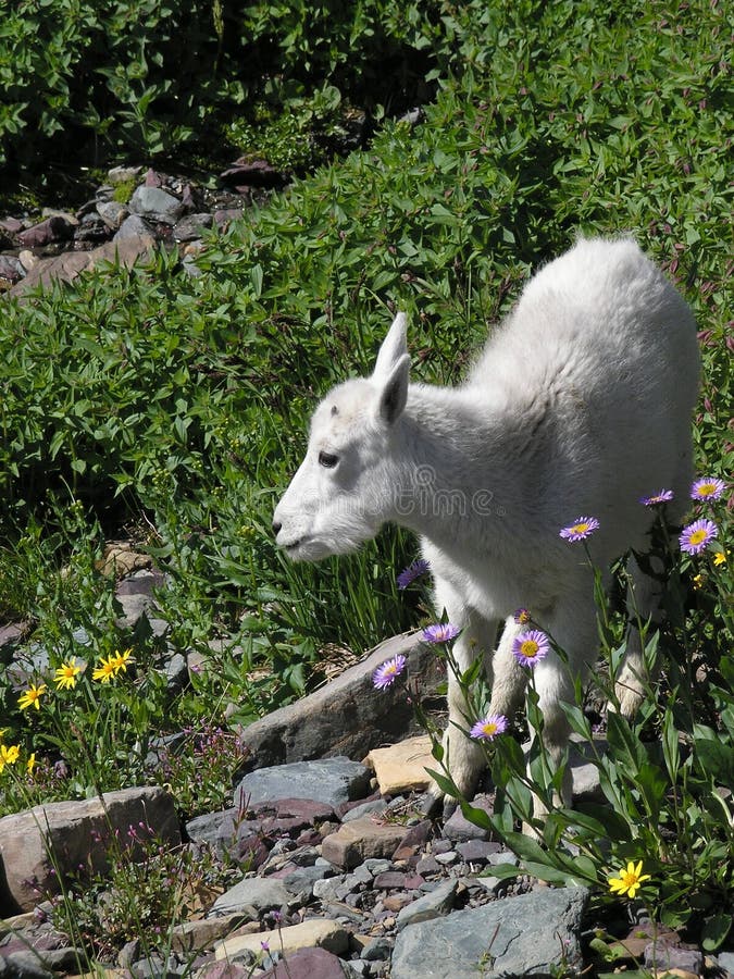 Baby Mountain Goat in Flowers Stock Image - Image of park, wildlife ...