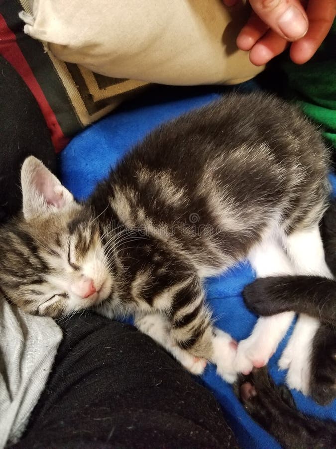 Baby Mouse stock image. Image of kitten, cute, baby - 159725929