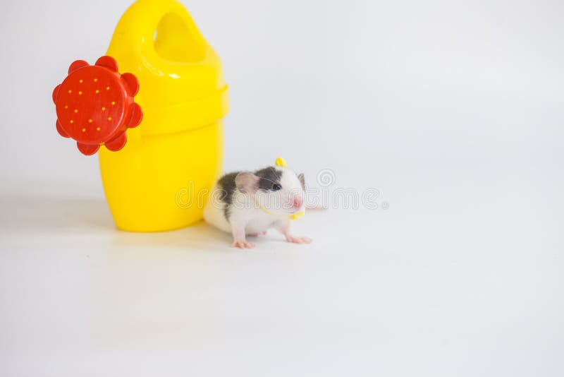 Very Big Mouse Stock Photos - Free & Royalty-Free Stock Photos from ...