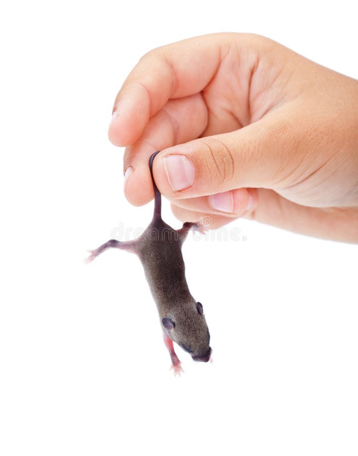 Baby Mouse Caught by Its Tail Stock Image - Image of tail, hand: 68305773