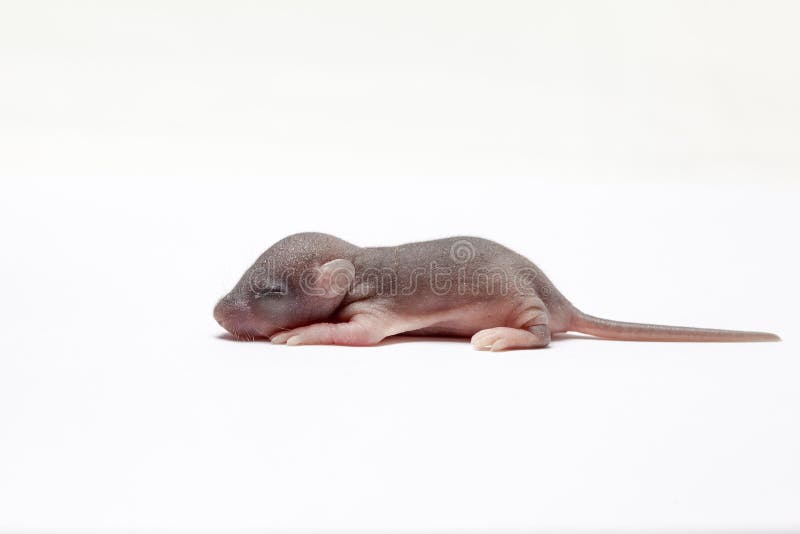 Two baby of a mouse stock photo. Image of white, studio - 51972118