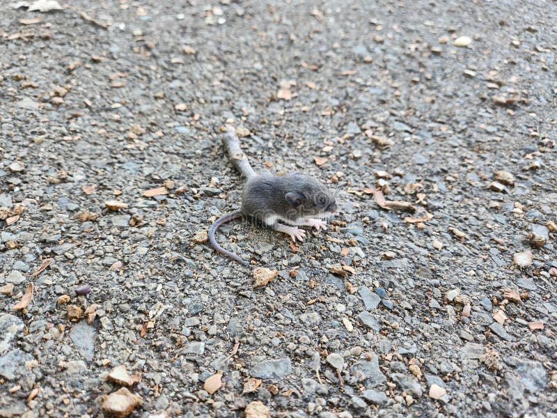 A Baby Mouse on the Side of the Road Stock Photo - Image of baby ...