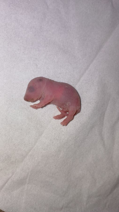 Baby Mouse, Soft, Hairless Pink Skin. Stock Image - Image of mouse ...