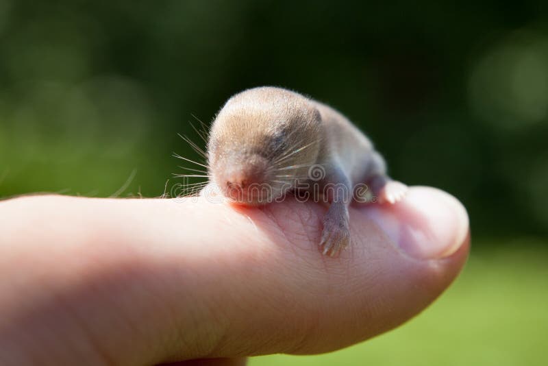 Baby mouse stock image. Image of hand, rest, animal, baby - 41098625