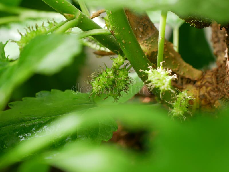 Baby Mulberry Growing on Tree Stock Photo - Image of garden, light ...