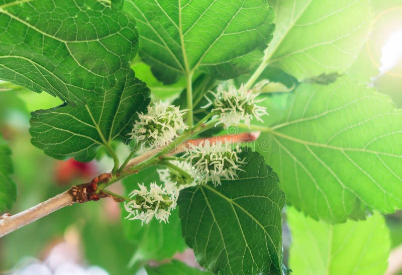 Baby Mulberry Growing on Tree Stock Photo - Image of garden, light ...