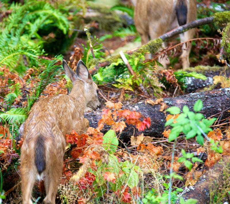 Baby Mule Deer in British Columbia Canada Stock Image - Image of mother ...