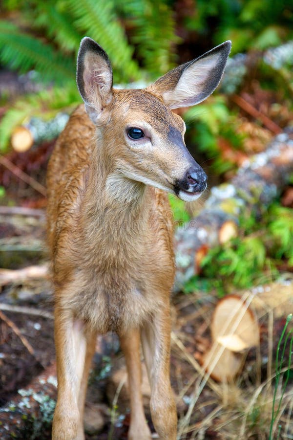 Baby Mule Deer in British Columbia Canada Stock Photo - Image of canada ...