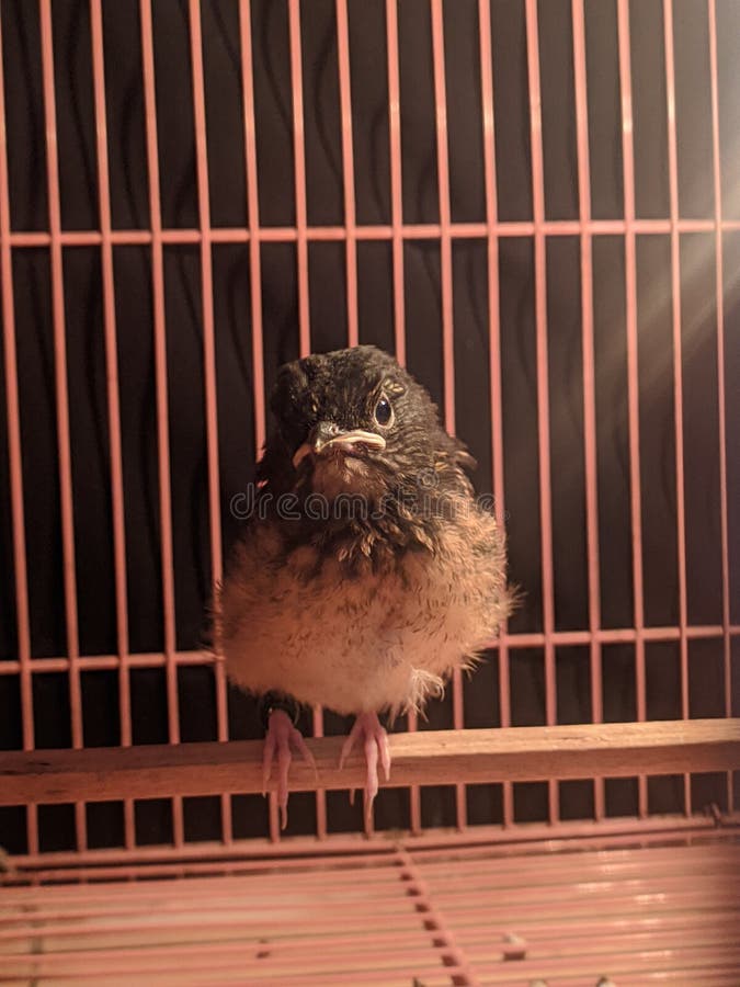 A Potrait of a Cow in a Cage Eating Grass Stock Image - Image of tree ...