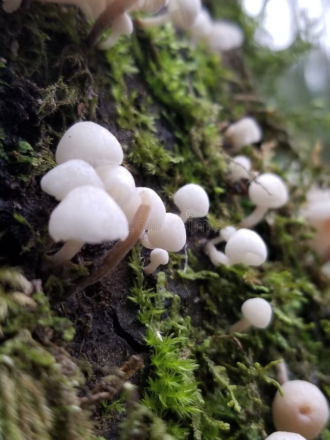 The baby mushroom family stock image. Image of mushroom - 194624669