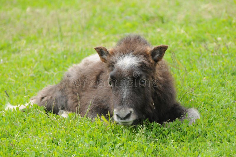 A Baby Musk Ox stock image. Image of fauna, animal, alaska - 25541923