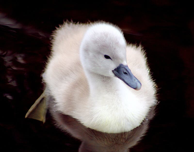 Baby Mute Swan - Cygnet stock photo. Image of solo, swim - 19771532