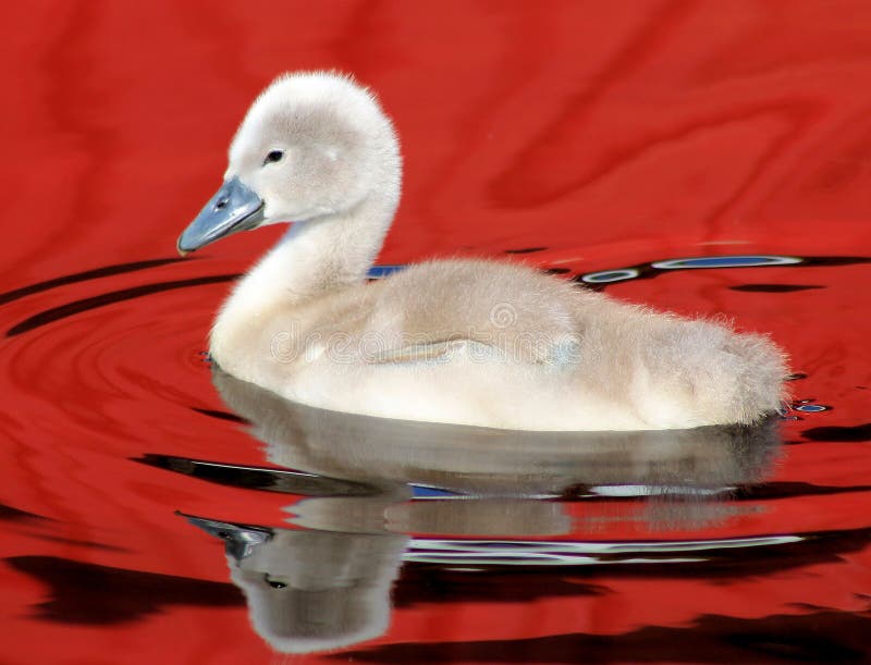 Baby Mute Swan - Cygnet stock image. Image of later, swans - 19937455