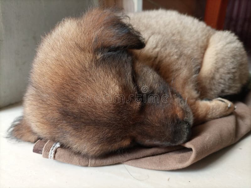 The Baby Mutt is Cold Asleep Stock Photo - Image of cold, resting ...