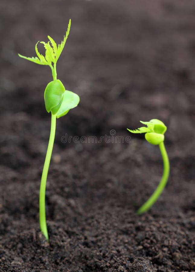 Baby neem plants stock image. Image of healthcare, baby - 32341271