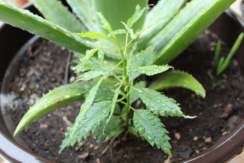 Baby Neem Tree Stock Photos - Free & Royalty-Free Stock Photos from ...