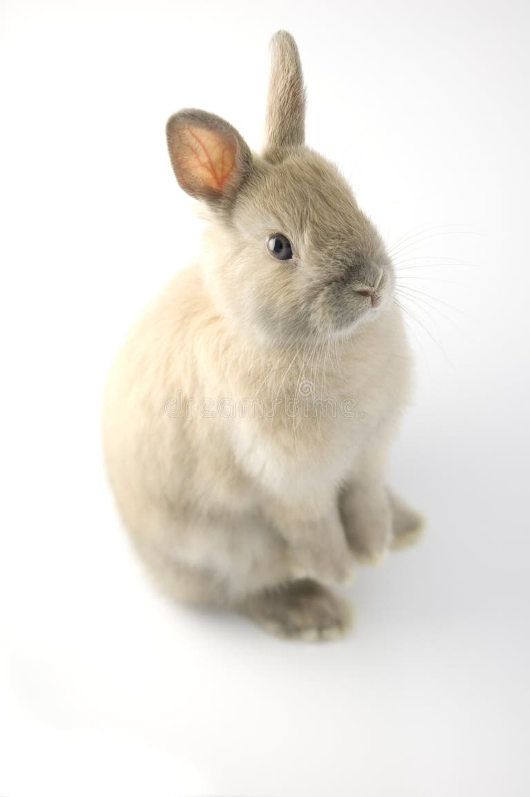 314 Netherland Dwarf Rabbit Stock Photos - Free & Royalty-Free Stock ...