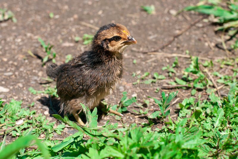 Baby New Born Chicken on a Grass Stock Image - Image of cockerel, green ...