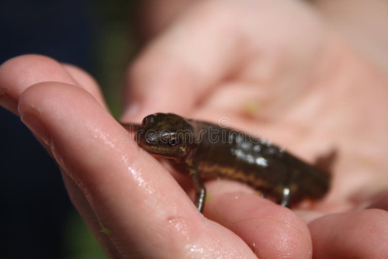 A baby newt stock photo. Image of small, nature, held - 126870734
