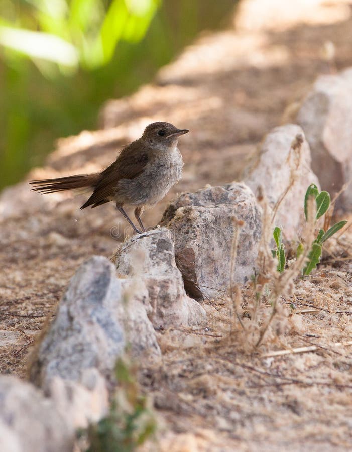 Baby Nightingale stock photo. Image of creature, animals - 27888970