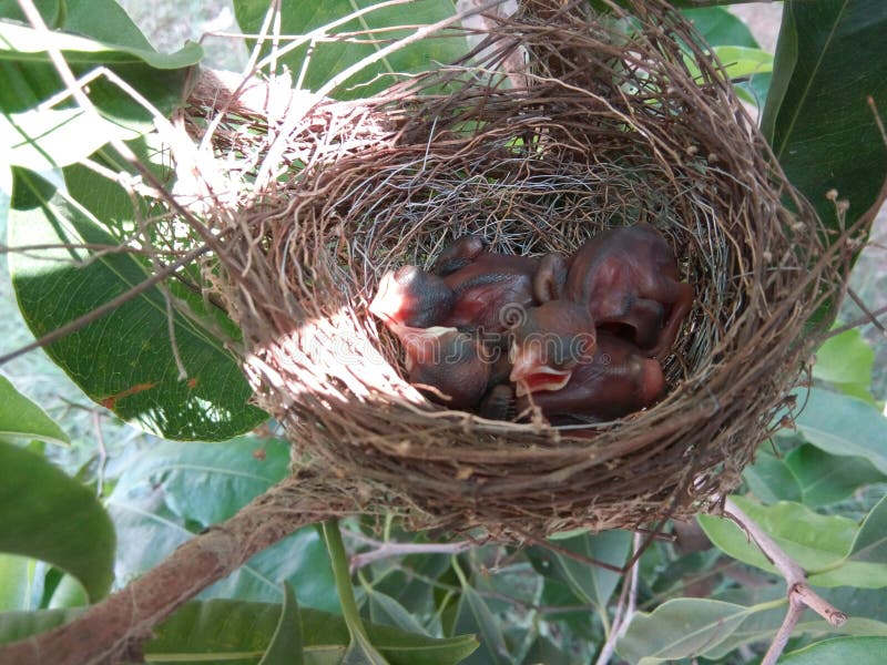 Baby Nightingale stock photo. Image of iberian, fauna - 27888998