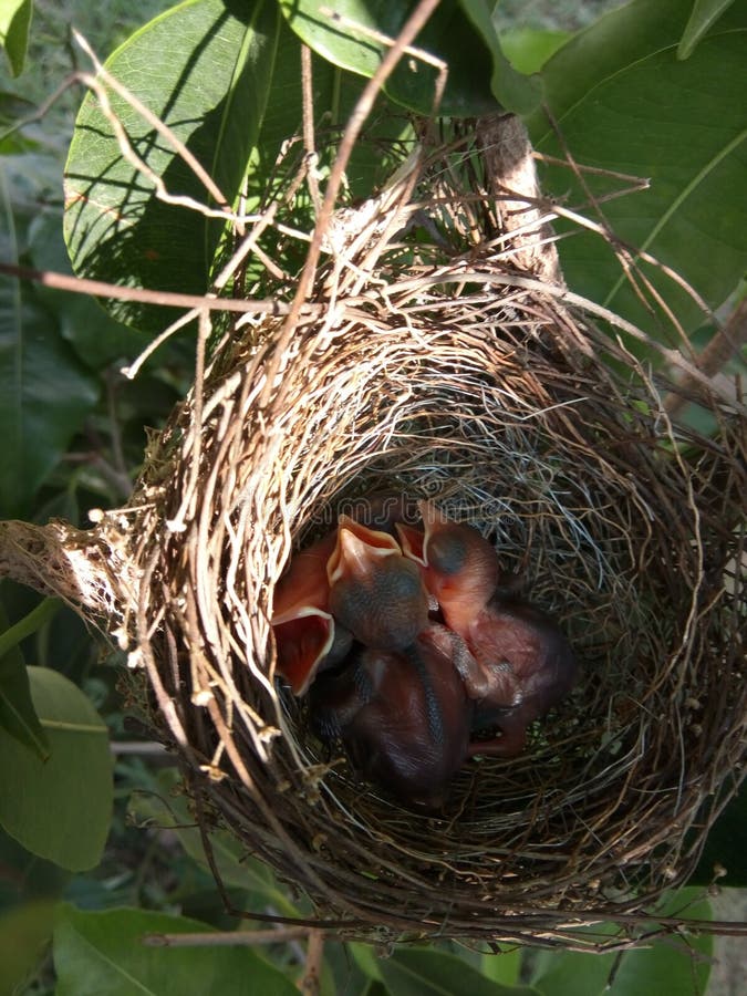 136 Baby Nightingale Stock Photos - Free & Royalty-Free Stock Photos ...