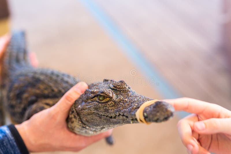 Baby von Nile Crocodile stockfoto. Bild von geschöpf - 56060790