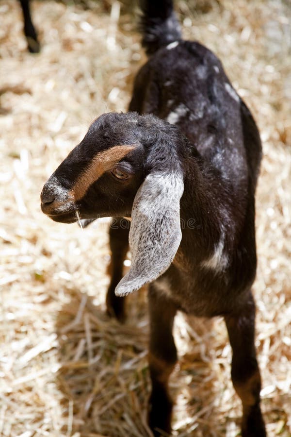 Baby Nubian Goat Kid stock photo. Image of goat, ears - 14846570