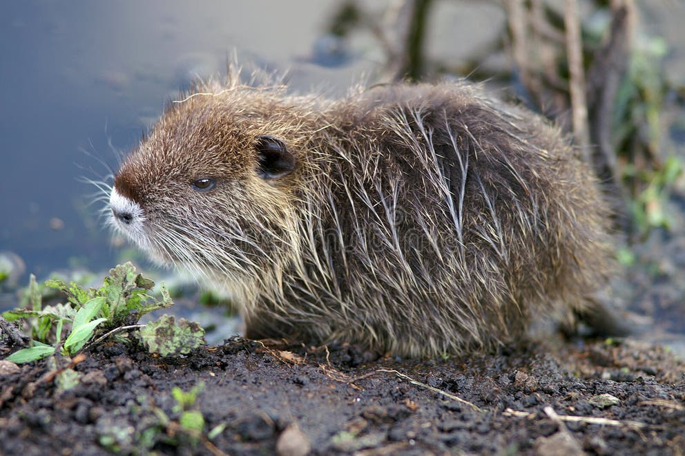 Baby nutria stock image. Image of cute, green, baby, swamp - 5661595
