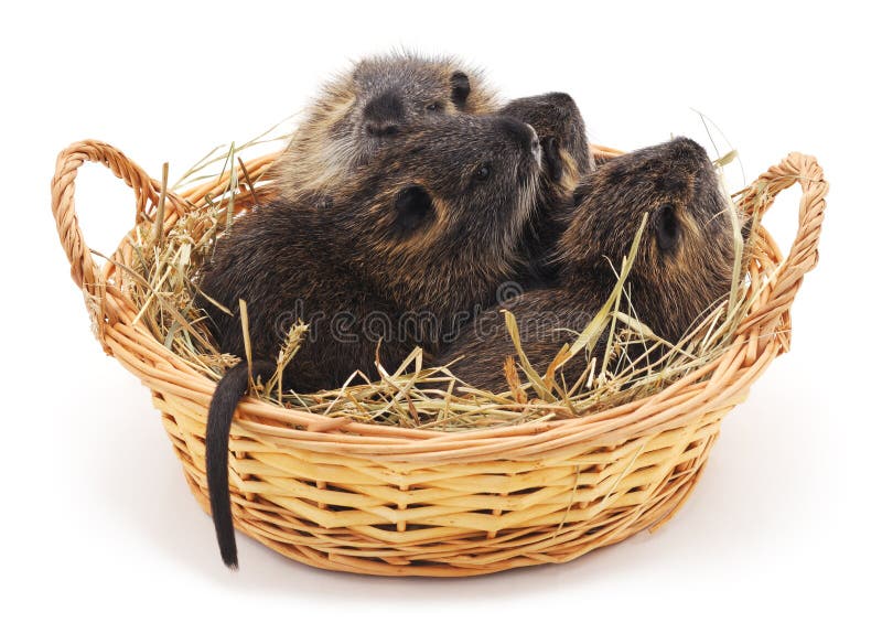Baby nutria stock image. Image of cute, green, baby, swamp - 5661595