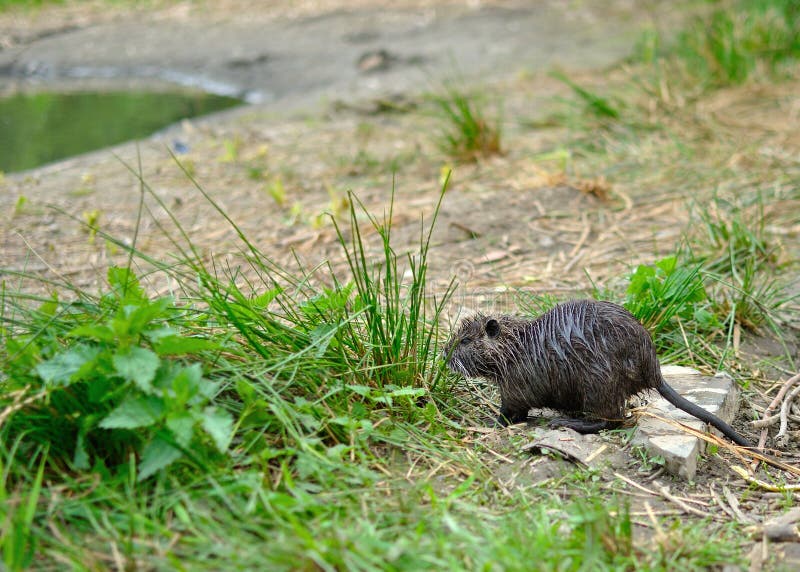 Baby nutria stock image. Image of soil, animal, vole, rodent - 5661595