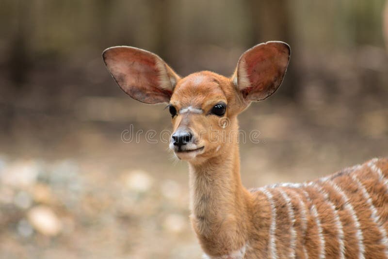 Baby nyala stock image. Image of mother, conservation - 142854645
