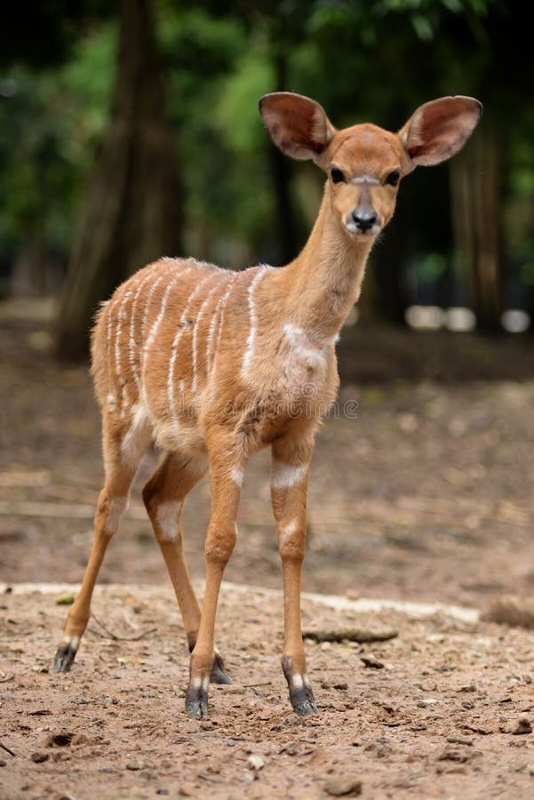 Cute little baby nyala stock photo. Image of grass, fauna - 142854720