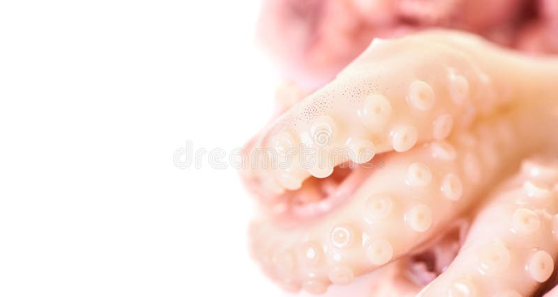 Baby octopus close-up stock image. Image of gourmet - 179872063