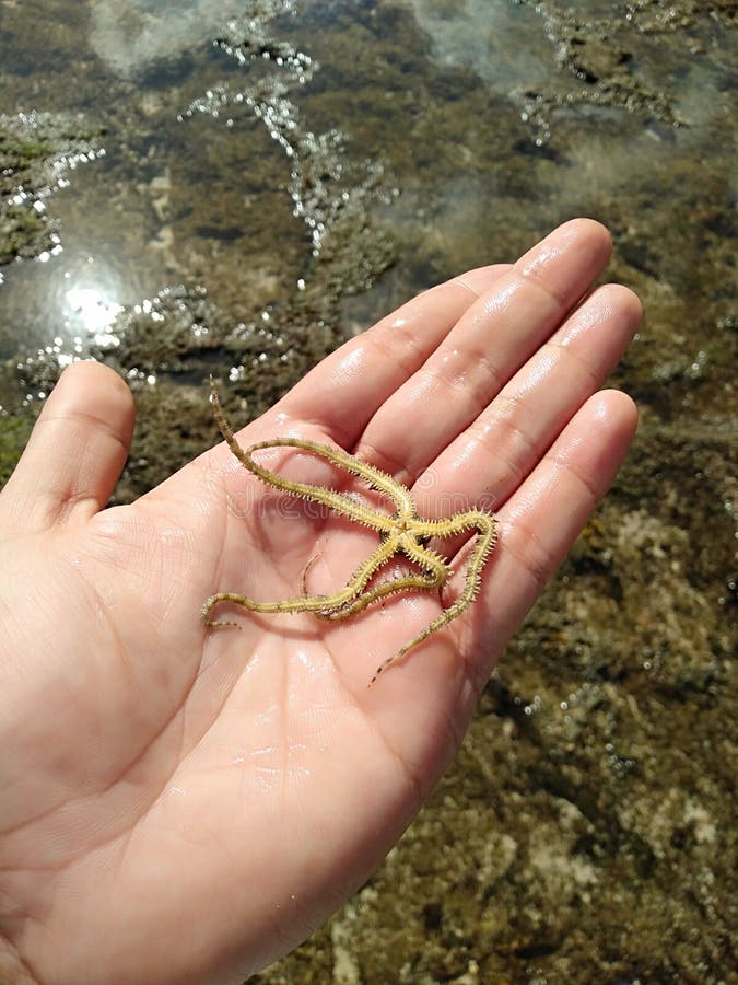 Octopus in hand stock image. Image of animal, diving, coast - 5828823