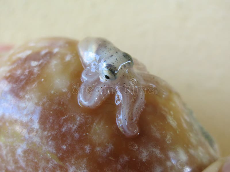 Baby Octopus stock photo. Image of macro, eyes, reef - 41935310