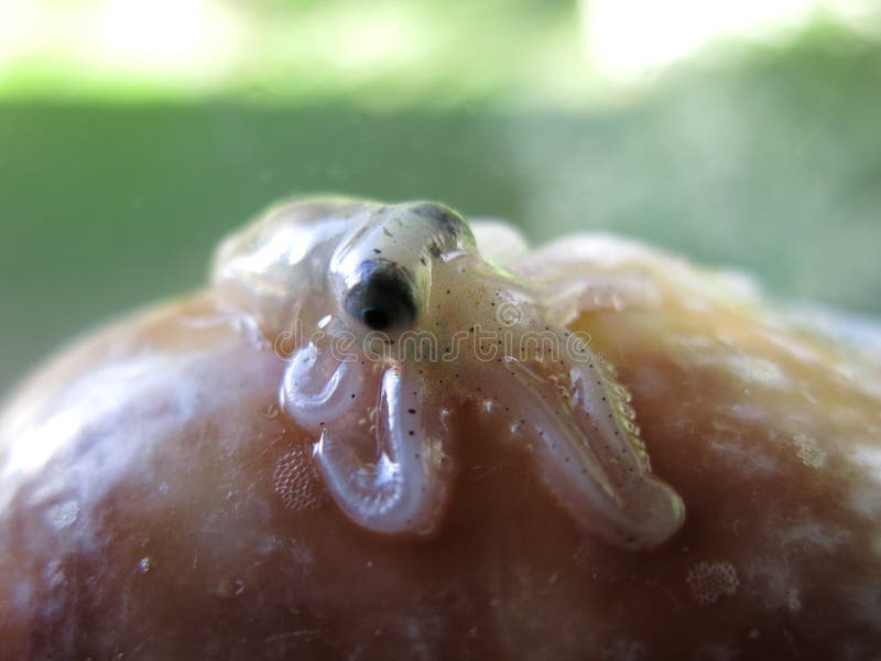 Baby Octopus stock image. Image of tropics, live, seashell - 41935311