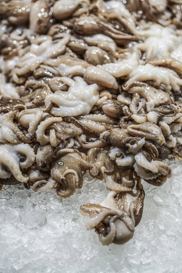 Baby octopus on ice stock photo. Image of cuisine, fresh - 87361514