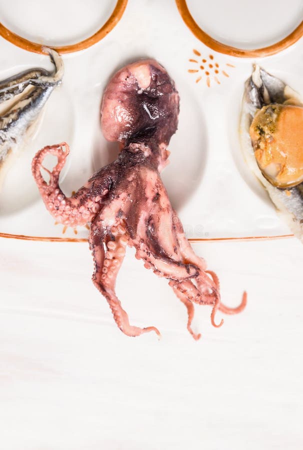 675 Baby Octopus White Background Photos - Free & Royalty-Free Stock ...