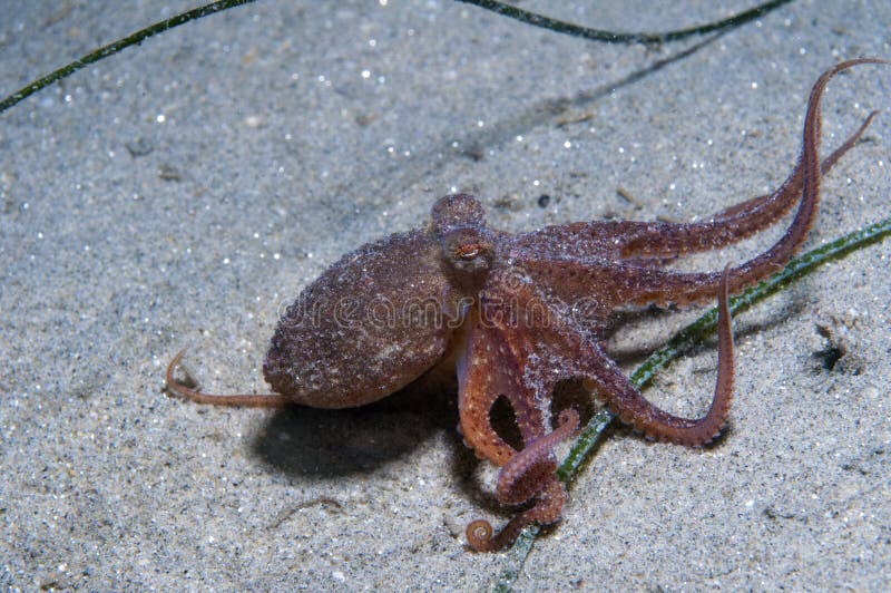 Baby Octopus stock photo. Image of underwater, sand, wild - 42640008