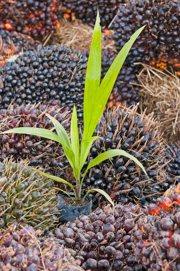 264 Palm Tree Seed Pod Stock Photos - Free & Royalty-Free Stock Photos ...