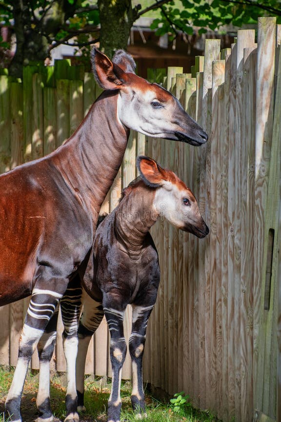 Baby Okapi with her mum stock photo. Image of okapi - 127539904