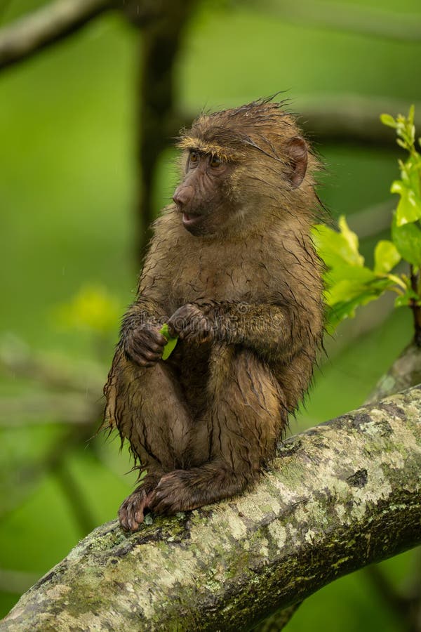 Baby Olive Baboon Holds Leaf in Tree Stock Photo - Image of mammal ...