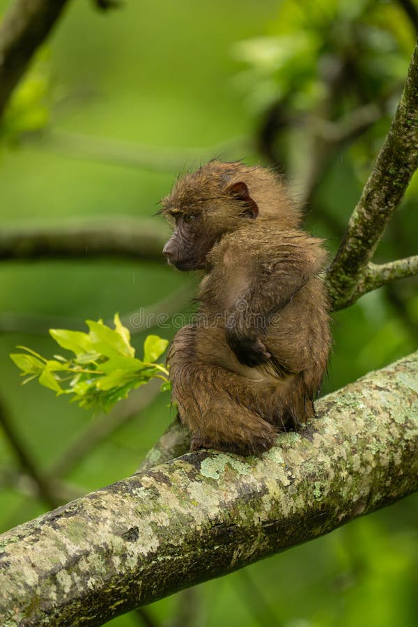 Baby Olive Baboon Scratches Back on Branch Stock Photo - Image of ...