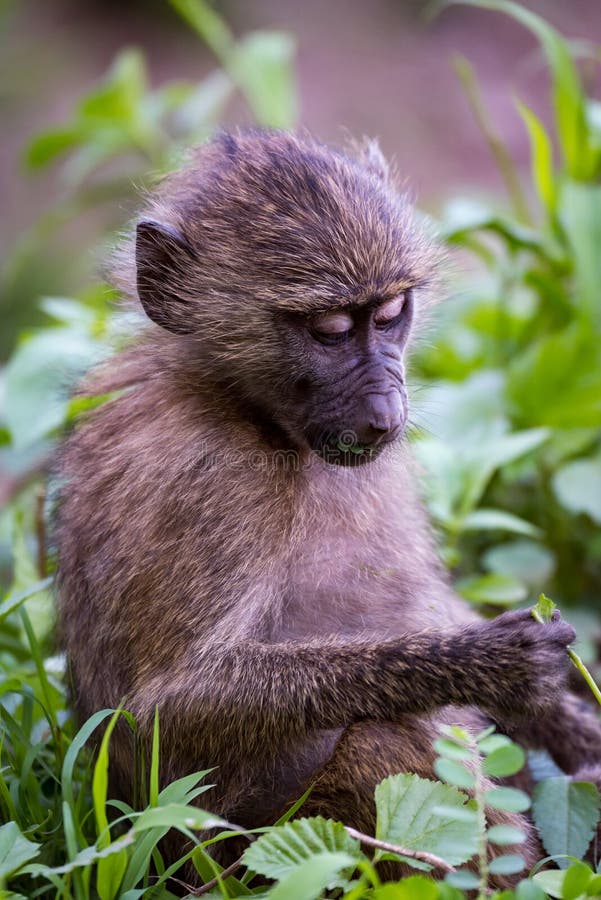 Baby Olive Baboon Studying Leaf in Paw Stock Image - Image of animals ...