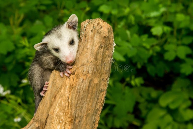 Baby Opossum stock photo. Image of amazing, baby, cautious - 73493648