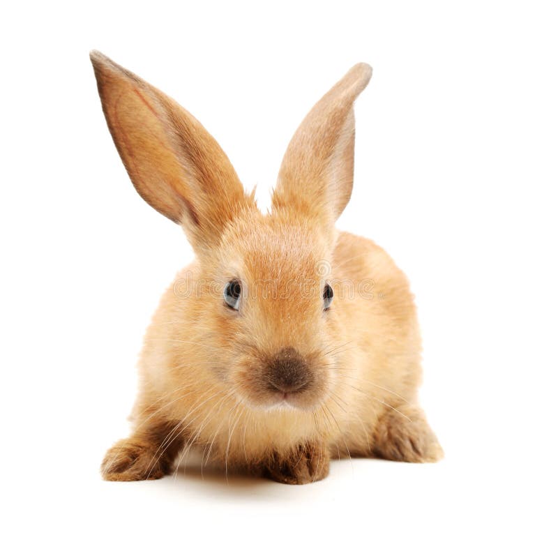 Orange rabbit stock photo. Image of clean, live, newborn - 32700212
