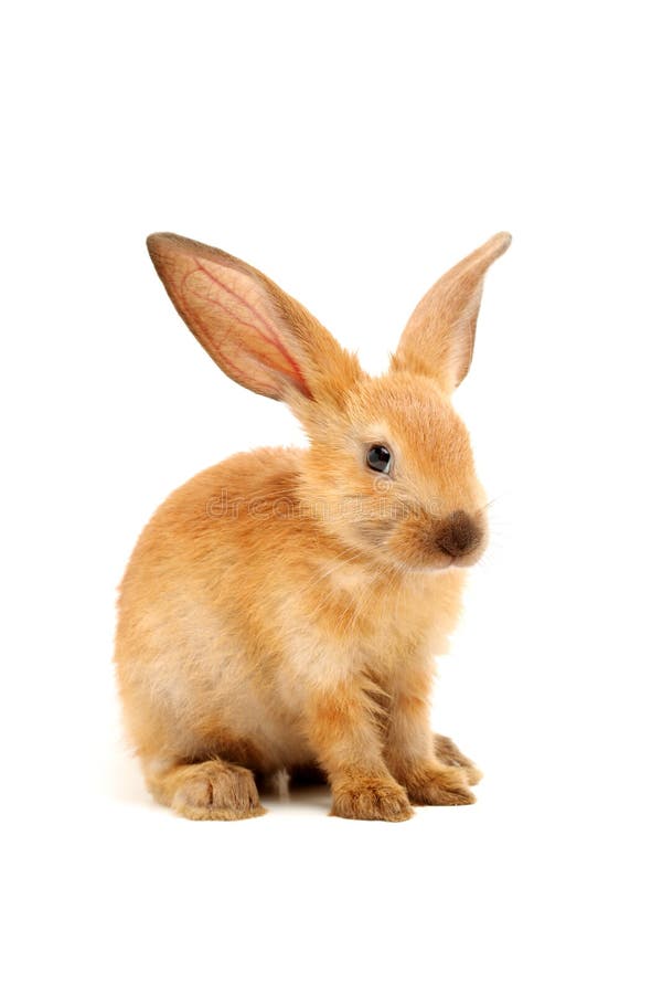 Orange rabbit stock image. Image of fuzzy, elegant, bunny - 34382847