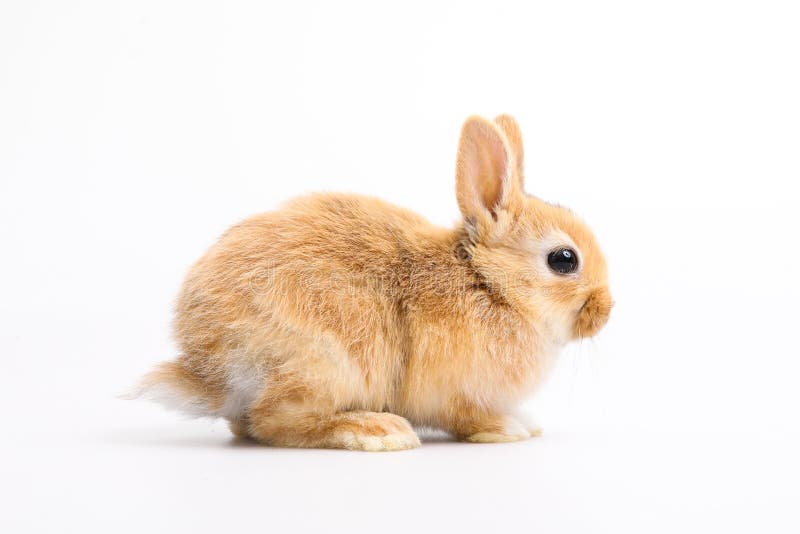 Baby of Orange Rabbit on White Background Stock Image - Image of mammal ...