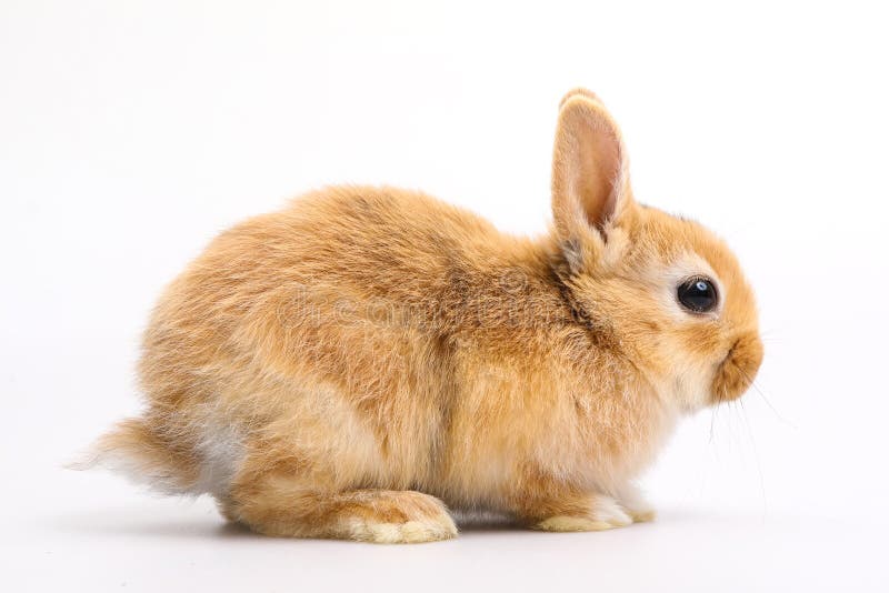 Baby of Orange Rabbit on White Background Stock Photo - Image of hair ...